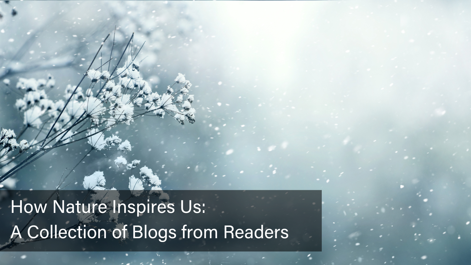 How Nature Inspires Us: A Collection of Blogs from Readers - TABarron.com