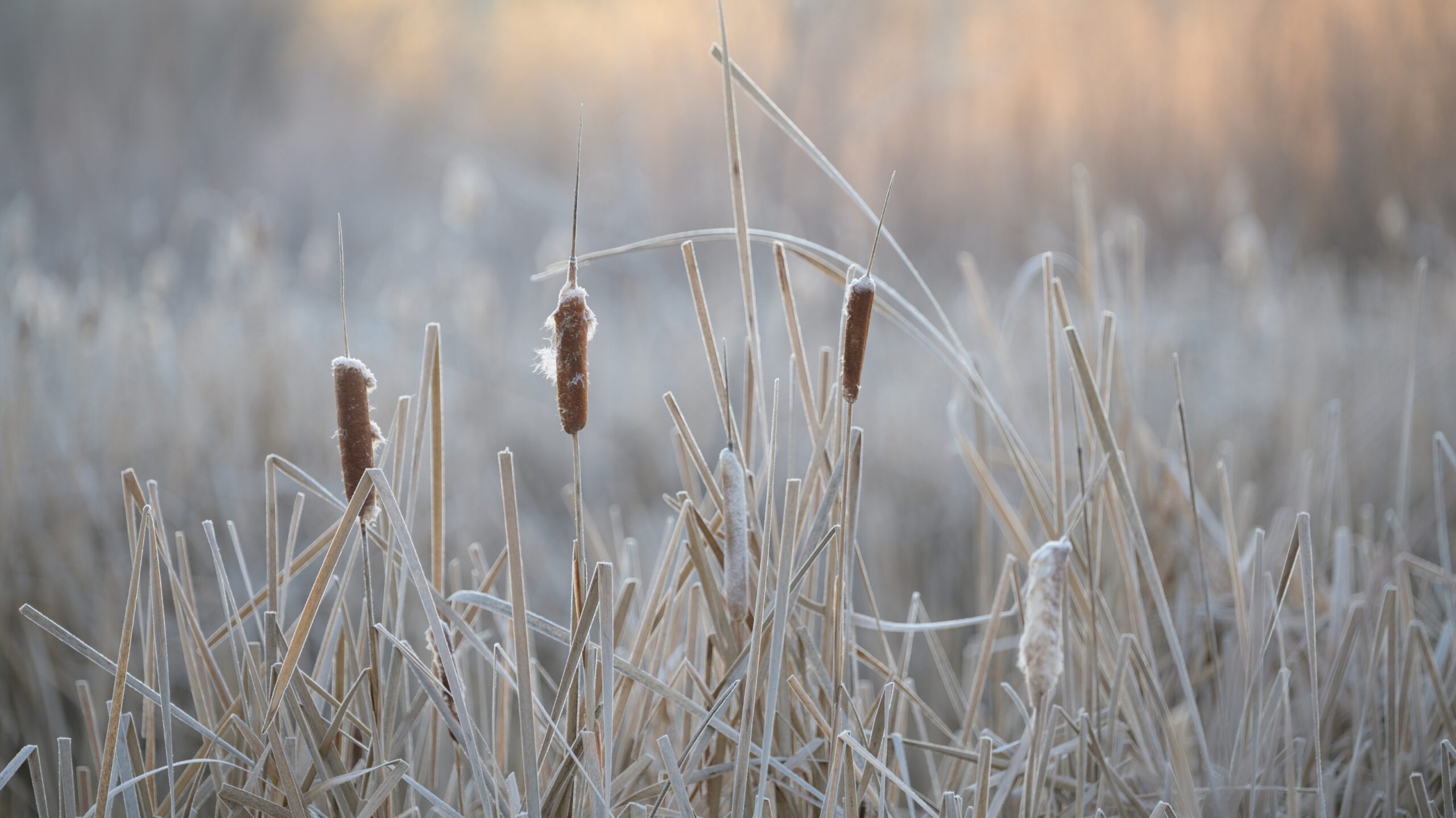 The Timeless Wisdom of Nature - TABarron.com